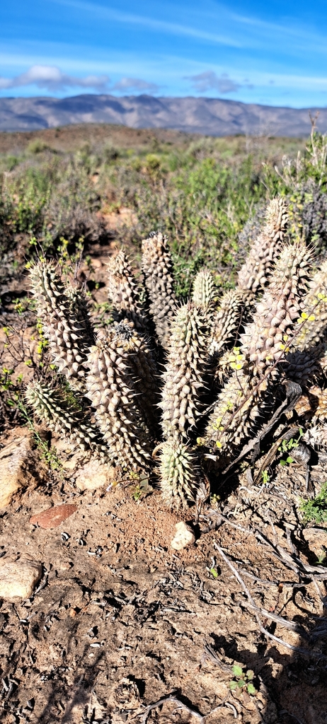 Edible True Ghaap in April 2024 by liesl_vorster · iNaturalist