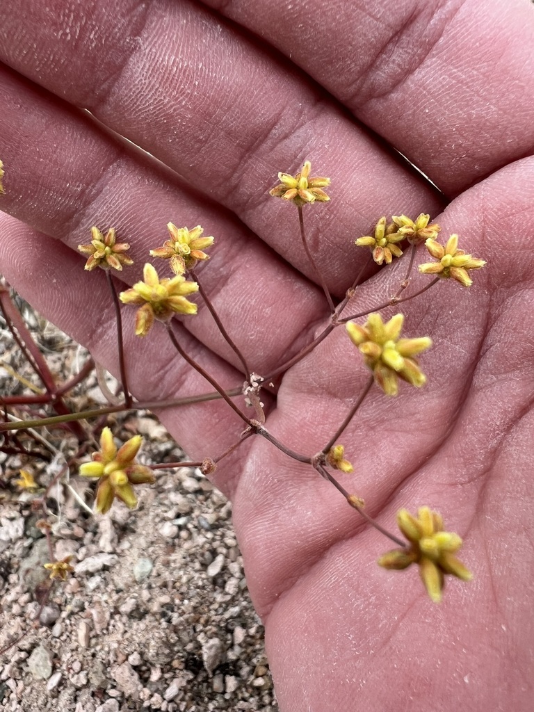yellow turbans from Kern County, CA, USA on April 14, 2024 at 11:48 AM ...