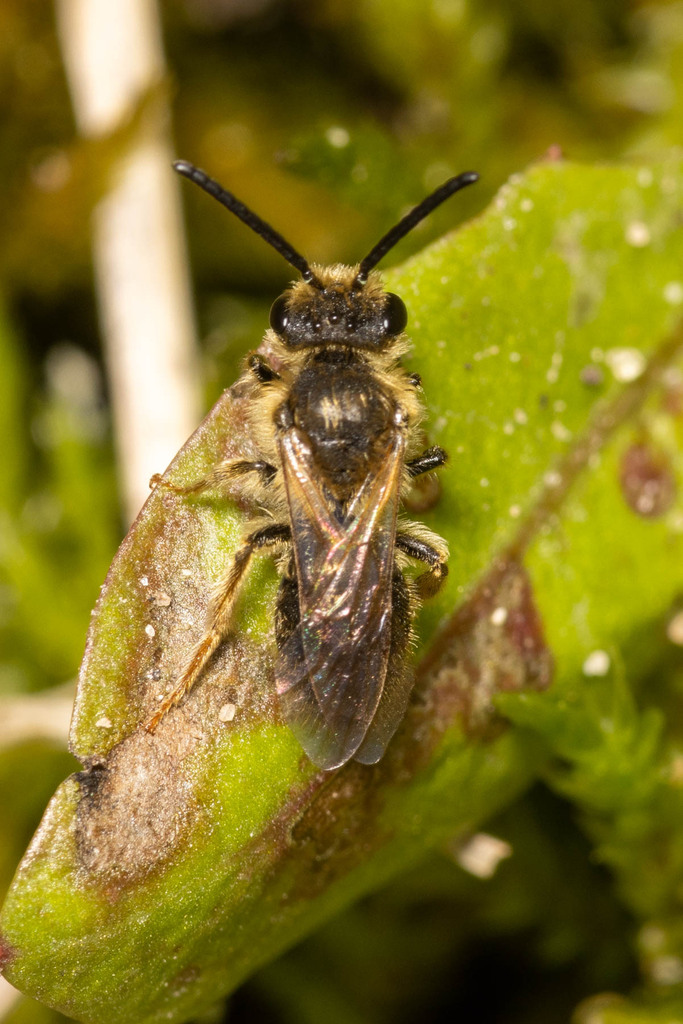 Miserable Mining Bee from Waukesha County, WI, USA on April 23, 2024 at ...