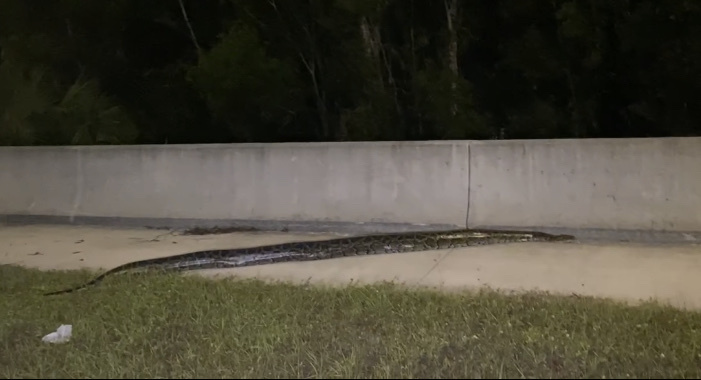 Burmese Python from Turtle Island, Naples, FL, US on January 4, 2023 at ...