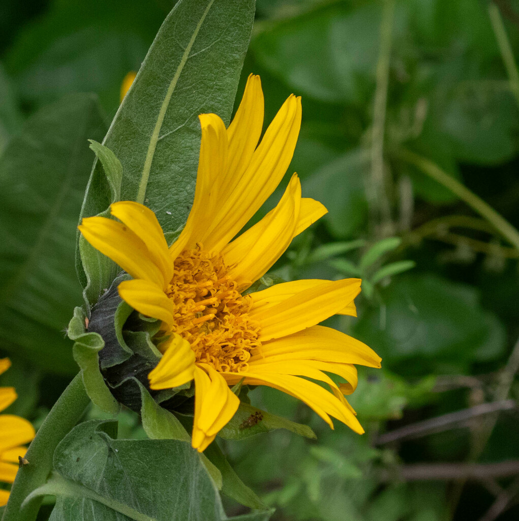 Gray Mule-Ears from Mount Diablo State Park, Contra Costa County, CA ...