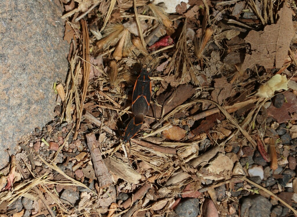 Eastern Boxelder Bug from Crescent Moon Ranch, 300 Red Rock Crossing Rd ...