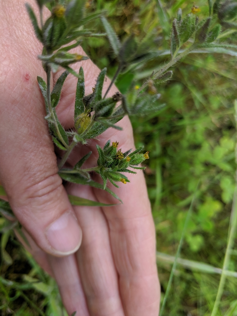 mountain tarweed from Charlie Lake, BC V0C 1H0, Canada on August 14 ...