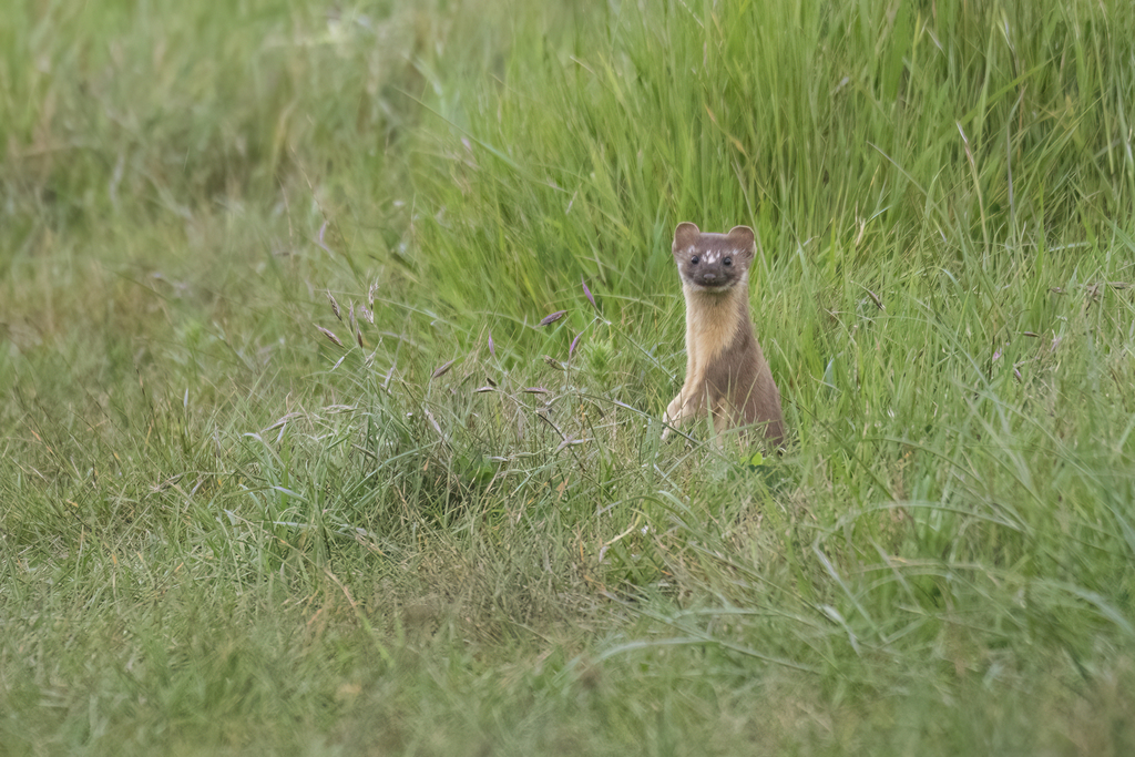 Long-tailed Weasel from Point Reyes Station, CA 94956, USA on April 23 ...