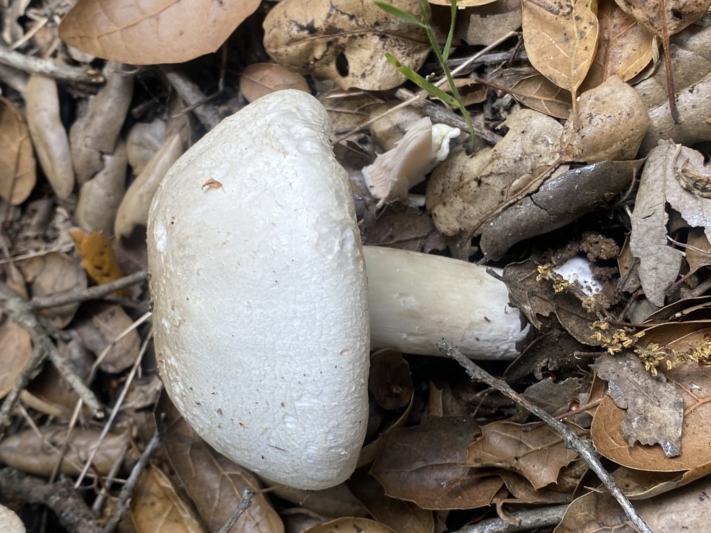 California Agaricus from Ensenada, B.C., MX on April 24, 2024 at 02:22 ...