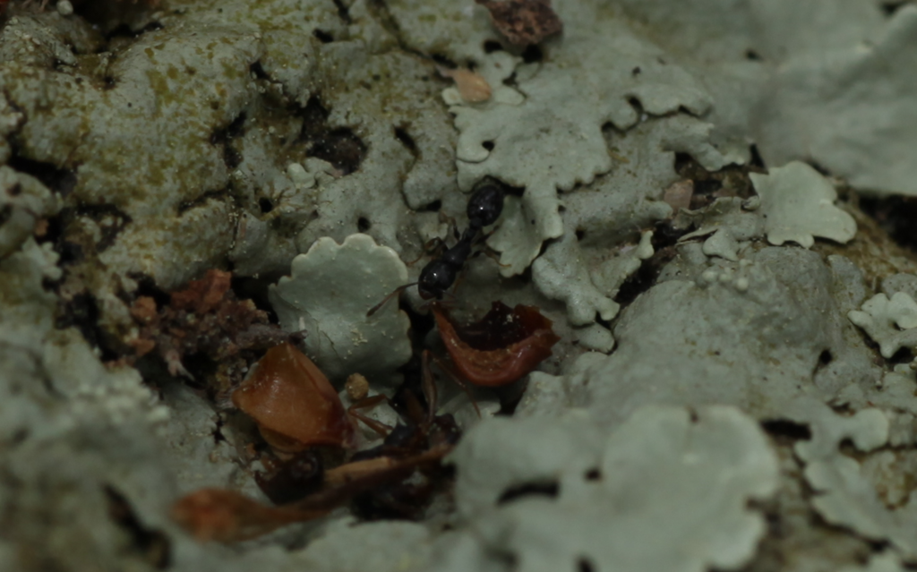 Long-spined Acorn Ant from Loudoun County, VA, USA on April 21, 2024 at ...