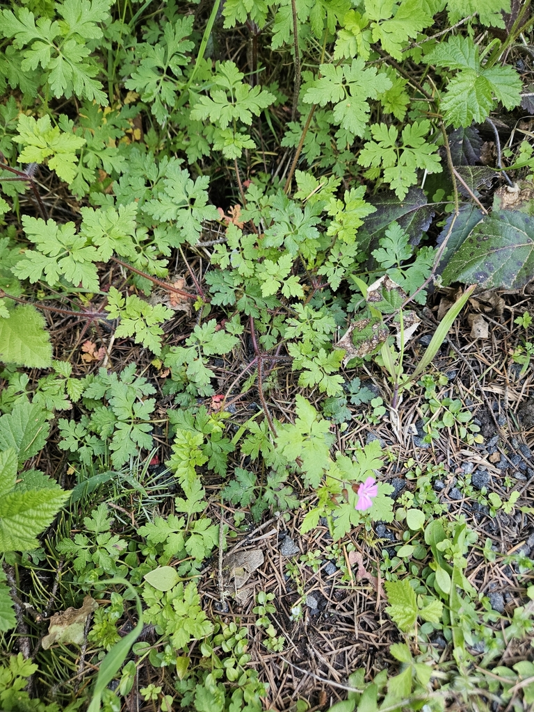 Herb Robert from Springfield, OR 97478, USA on April 21, 2024 at 04:06 ...