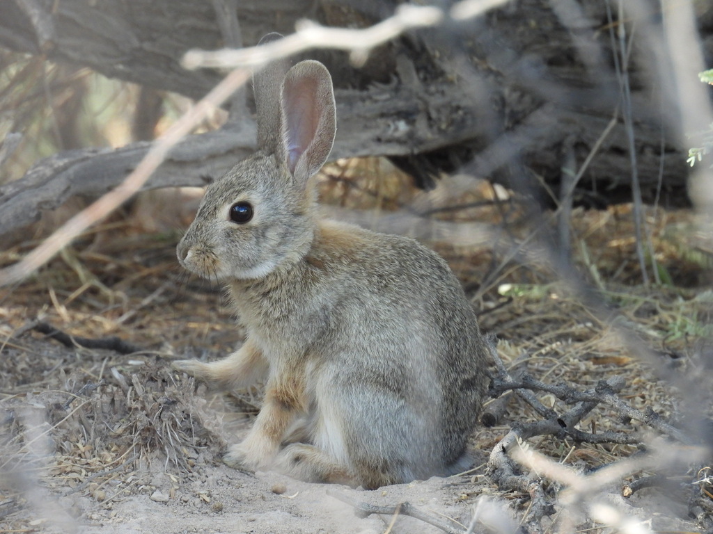 Desert Cottontail from Mapimí, Dgo., México on April 23, 2024 at 05:16 ...