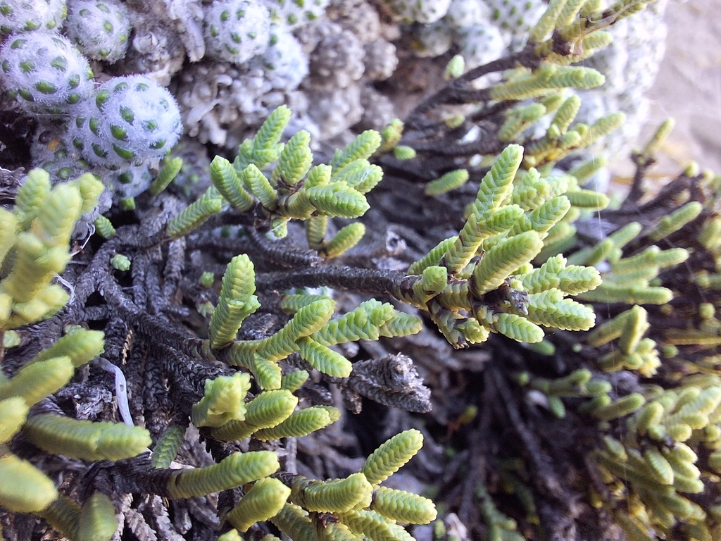 Veronica quadrifaria from Awatere Valley 7274, New Zealand on April 17 ...