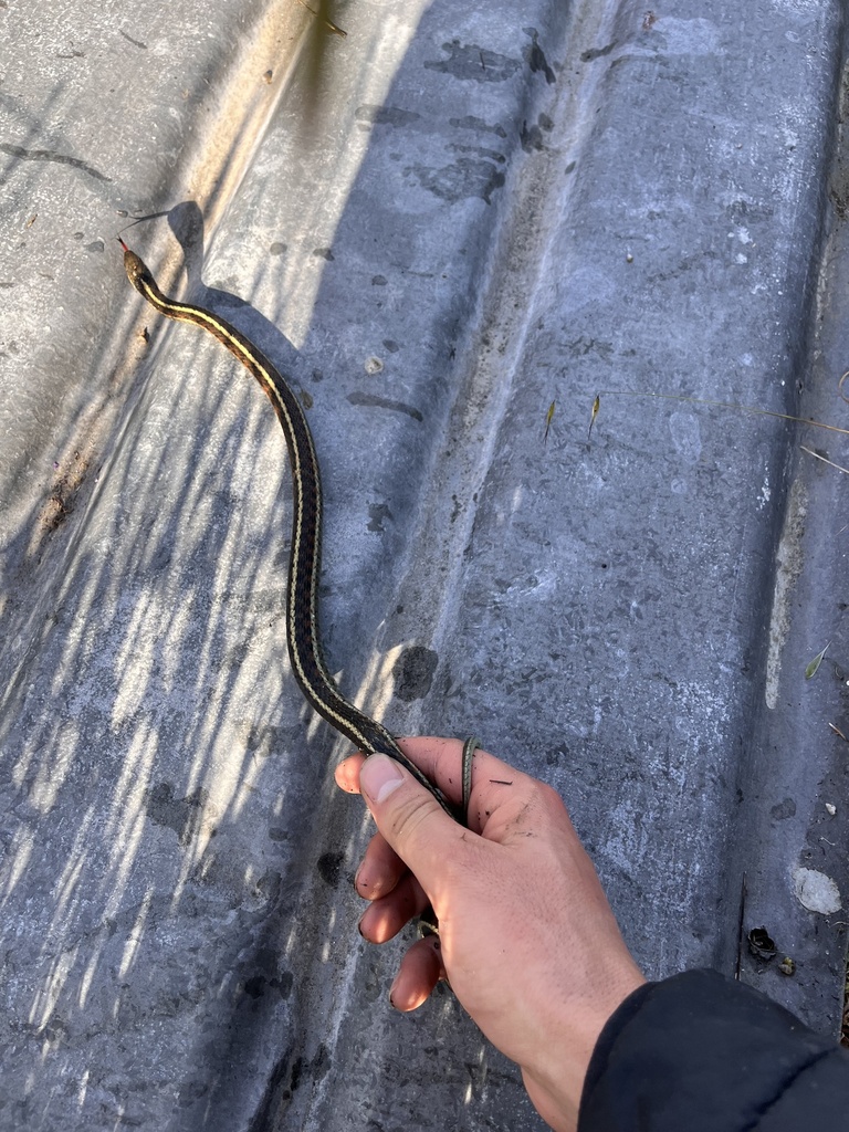 Coast Garter Snake in April 2024 by oceanicadventures · iNaturalist
