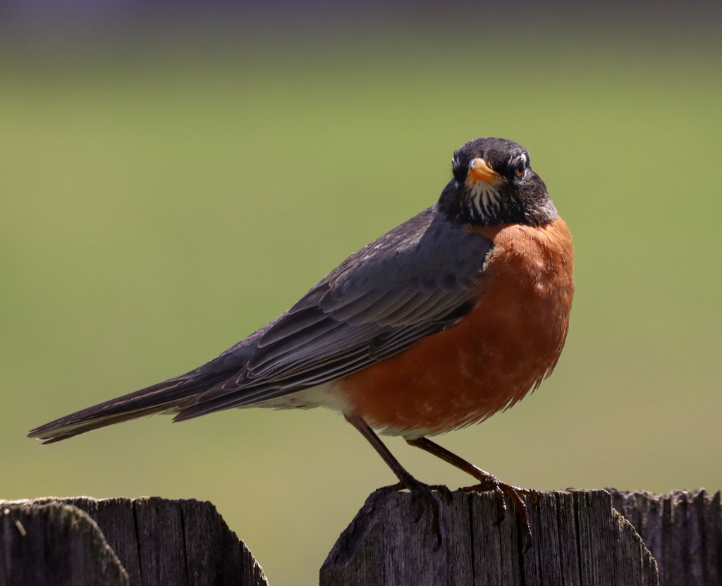 American Robin in April 2024 by tiller · iNaturalist