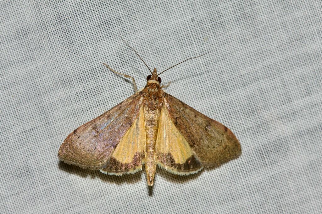 Tree Lucerne Moth from Cunyu Station, Wiluna WA, Australia on July 20 ...