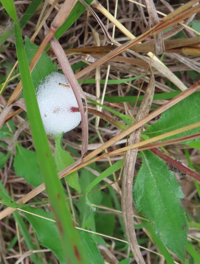 Spittlebugs and Froghoppers from Burnet County, TX, USA on April 24 ...