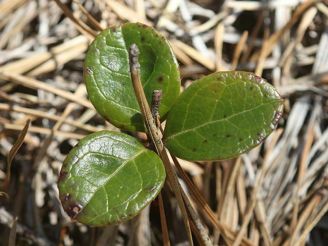 Eastern Teaberry from Flanders, NY, USA on April 23, 2024 at 11:31 AM ...