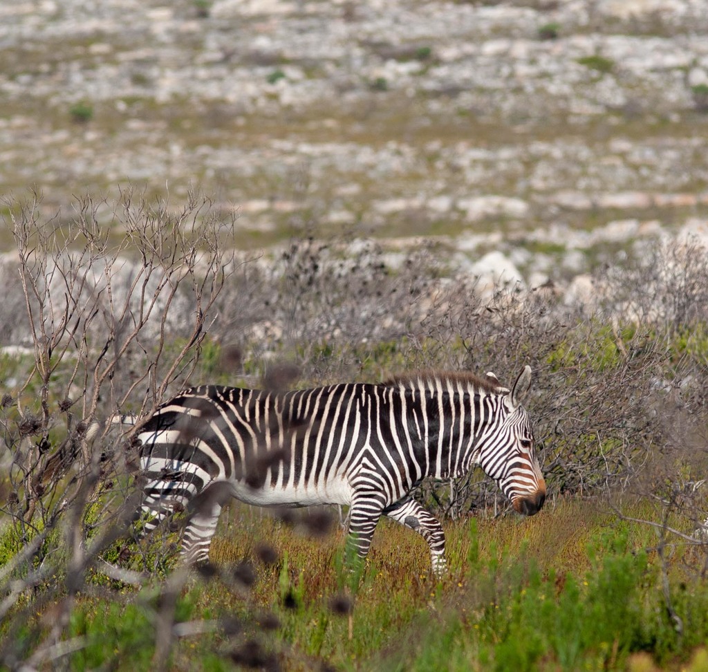 Cape Mountain Zebra from Cape Point, Cape Town, South Africa on April ...