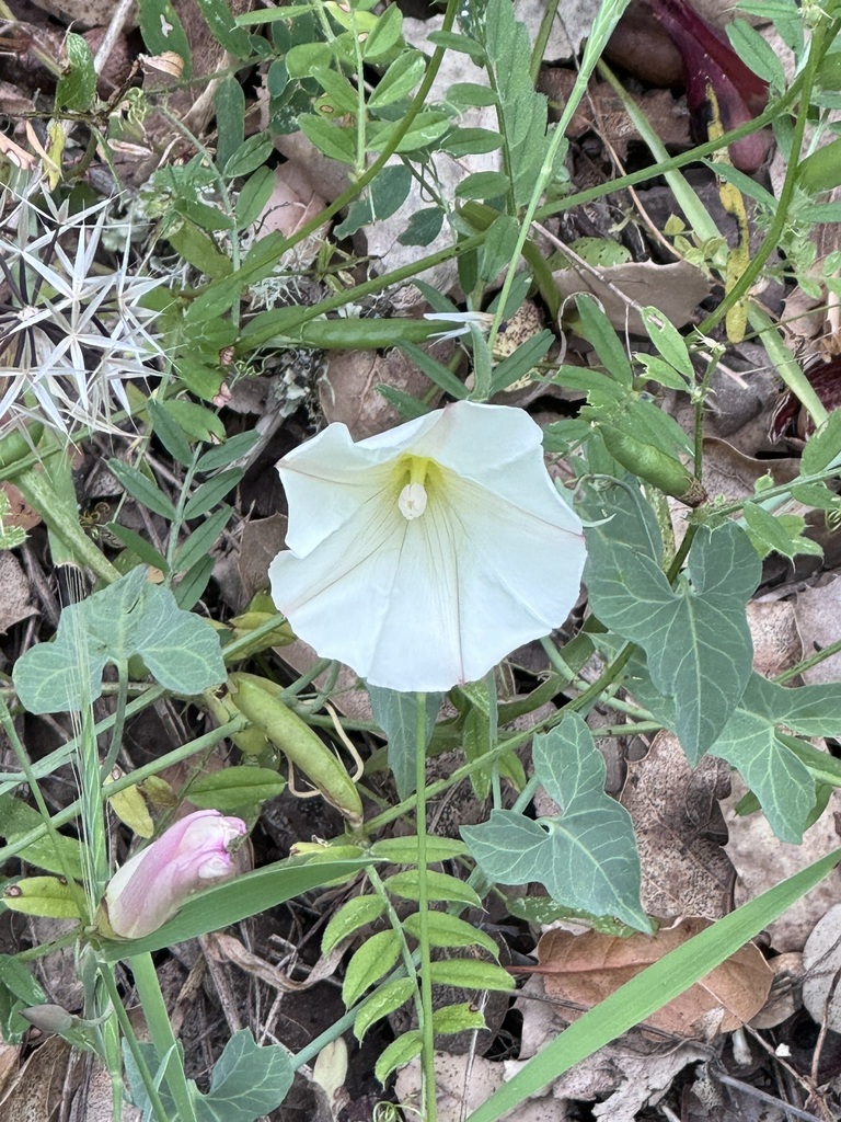 Pacific False Bindweed from Napa County, CA, USA on April 24, 2024 at ...