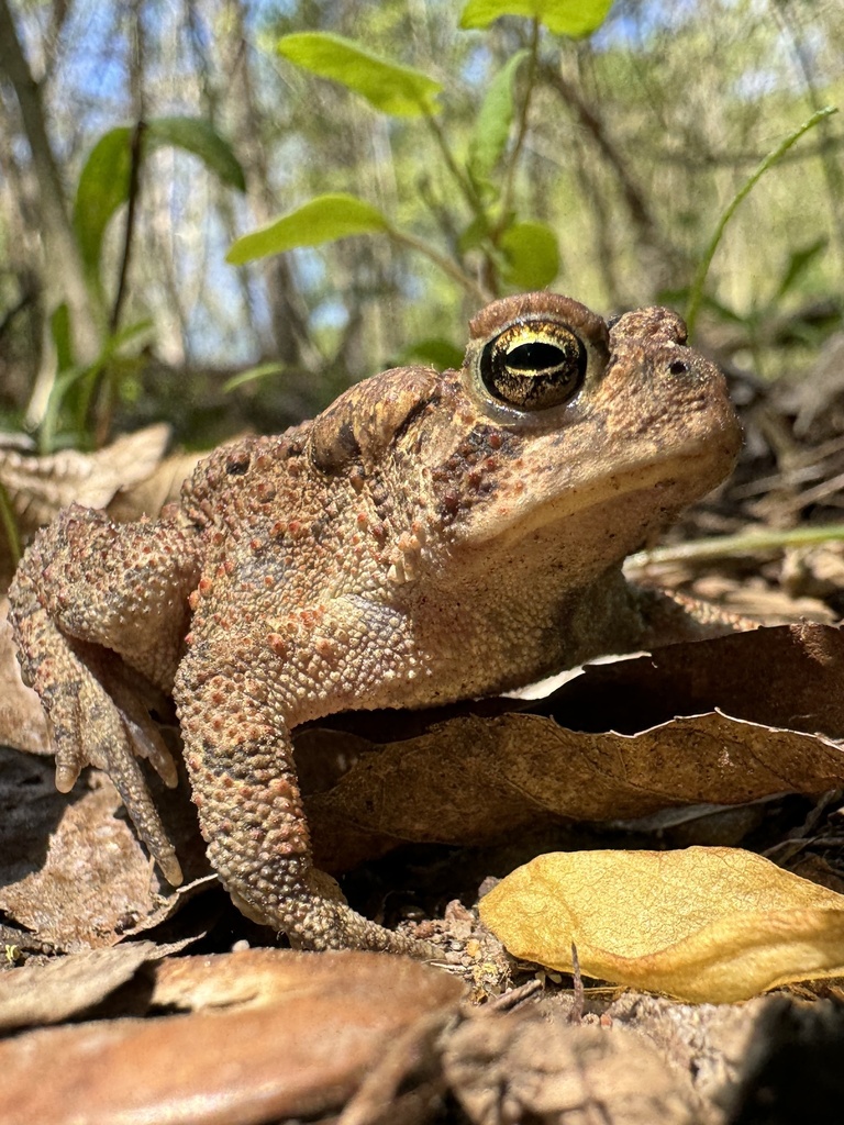 American Toad from Elk Neck State Park, North East, MD, US on April 24 ...