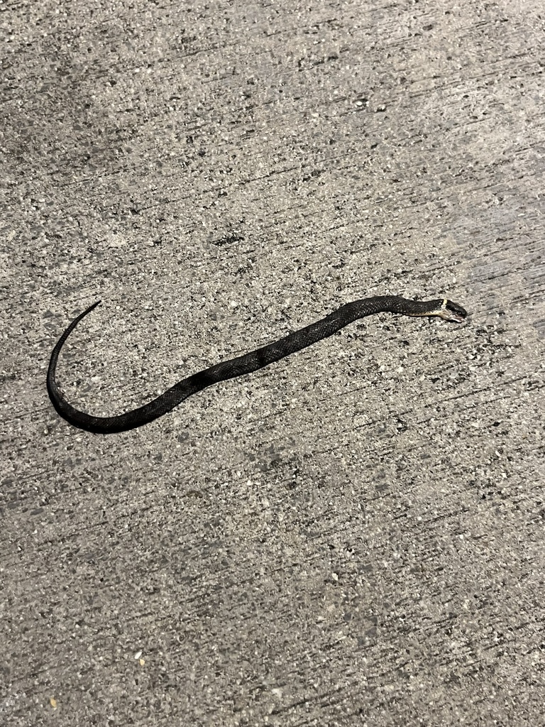 ring-necked snake from University of Miami, Coral Gables, FL, US on ...