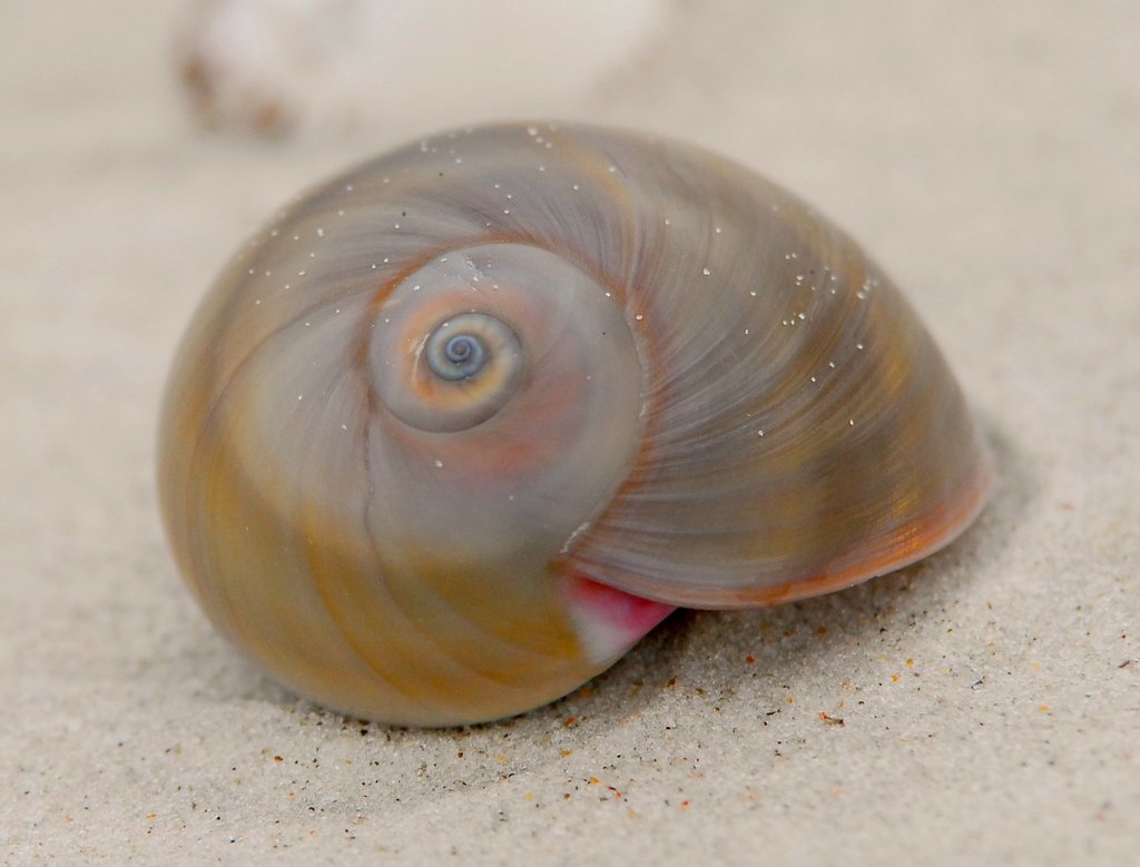 Shark Eye (Gulf Islands National Seashore Sealife) · iNaturalist