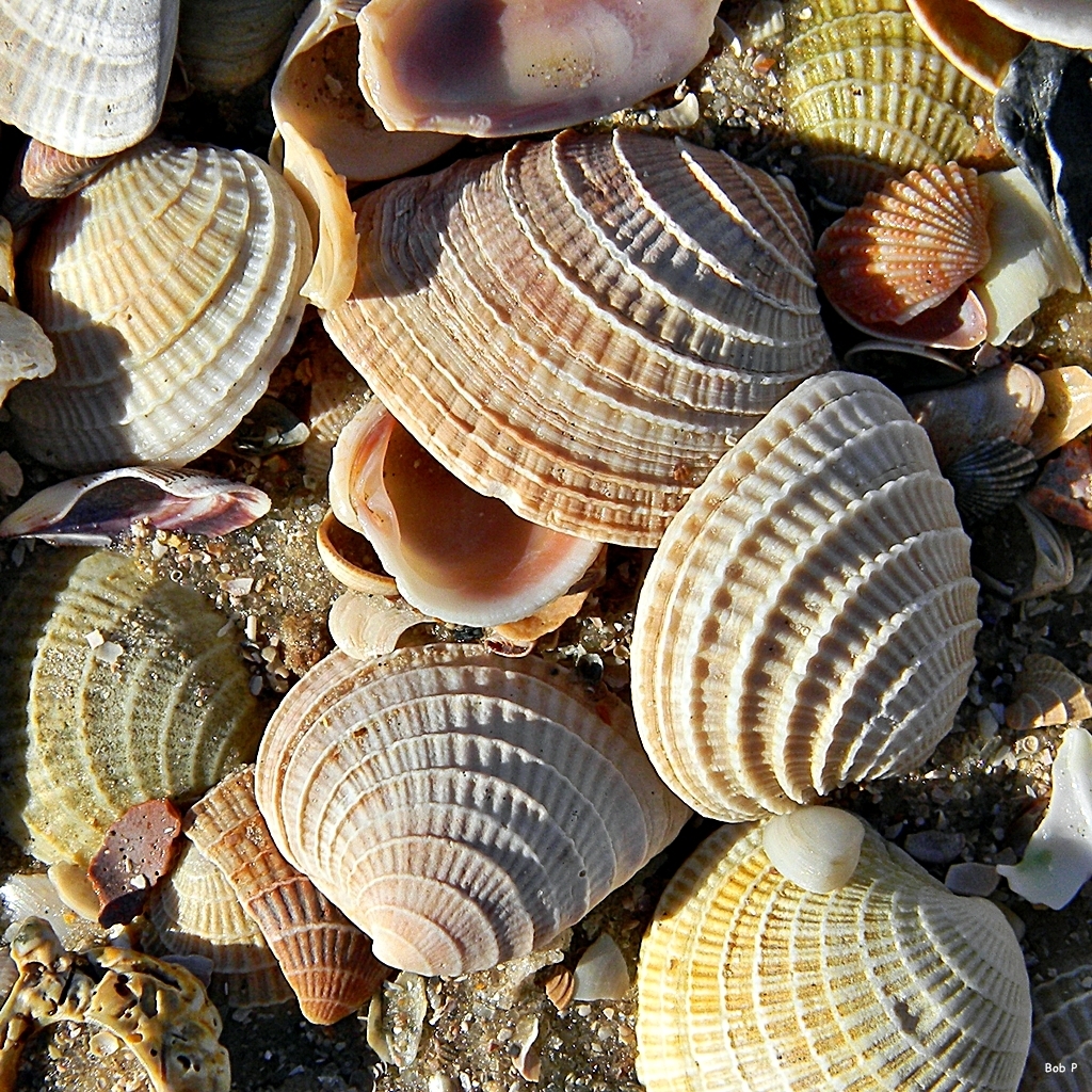 Cross-barred Venus (Gulf Islands National Seashore Sealife) · iNaturalist
