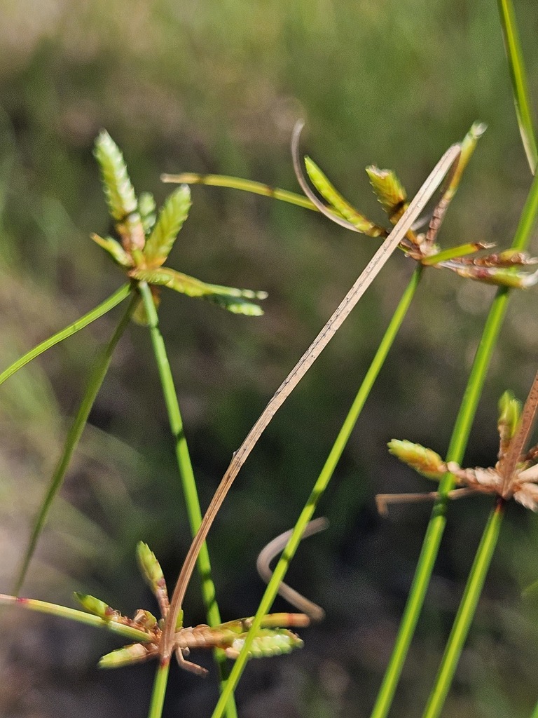 Slender Flat-sedge from Rangeville QLD 4350, Australia on April 11 ...