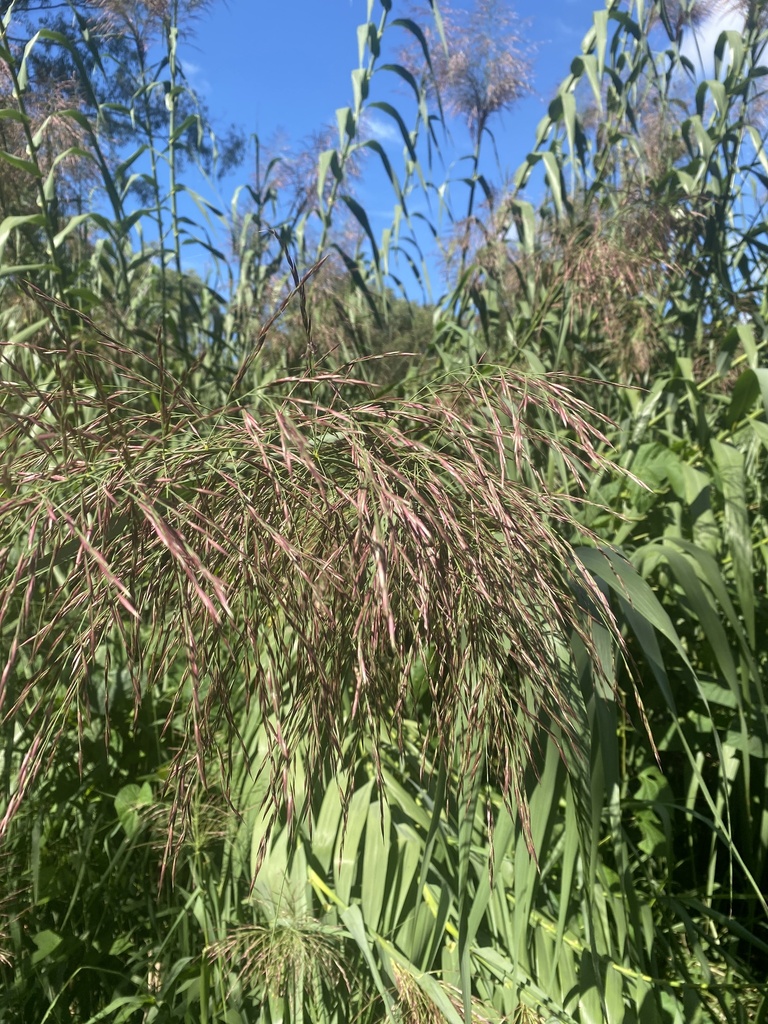 giant reed from Cover Dr, Buderim, QLD, AU on April 16, 2024 at 10:14 ...