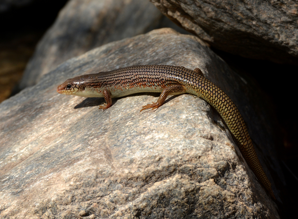 Great Plains Skink from Pima County, AZ, USA on April 21, 2016 at 05:49 ...