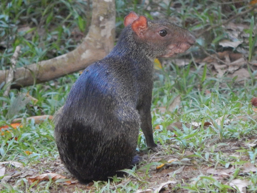 Black Agouti from Reserva ProAves El Paujil on April 29, 2023 at 05:15 ...