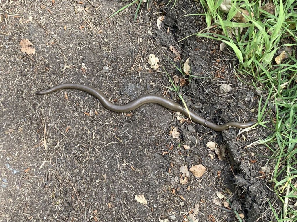Northern Rubber Boa from Carmel Highlands, California, United States on ...