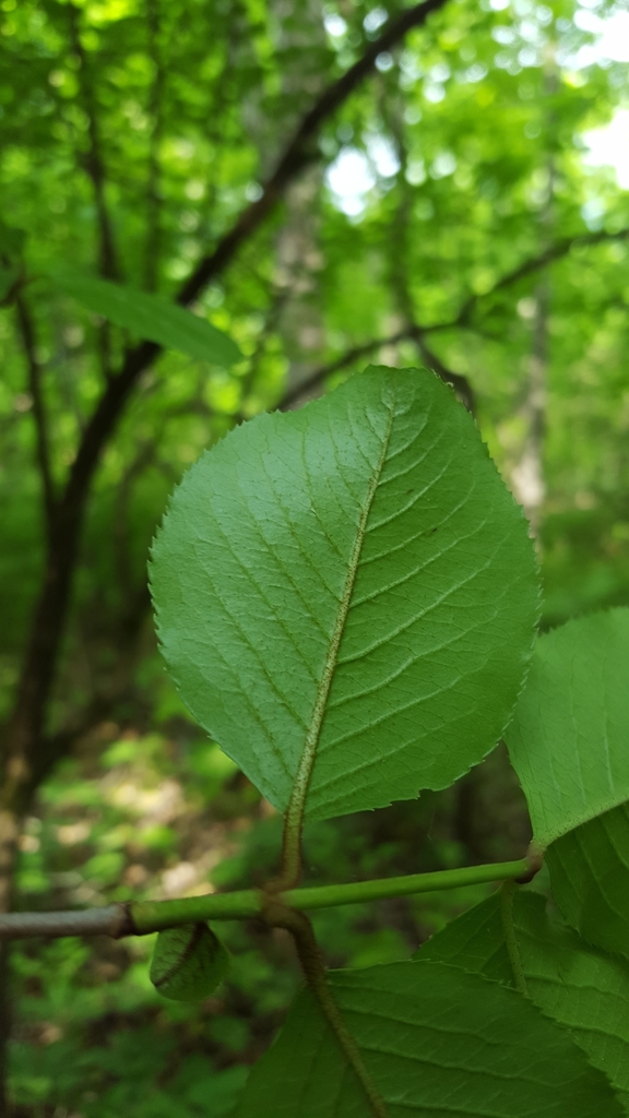 Rusty Blackhaw (Native Landscape for Birds - San Antonio Area ...