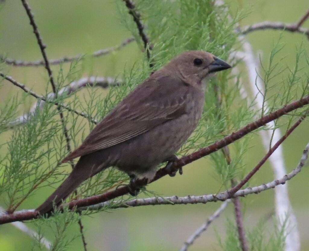 Brown-headed Cowbird from Quintana, TX, USA on April 23, 2024 at 06:34 ...
