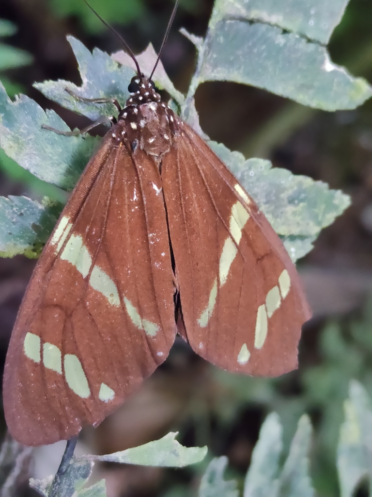 Chetone catilina angustilineata from M9M8+293, Trinidad and Tobago on ...