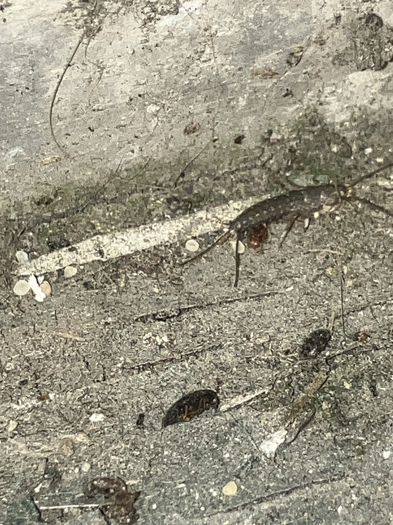 Four-lined Silverfish from W 37th St, Minneapolis, MN, US on April 24 ...