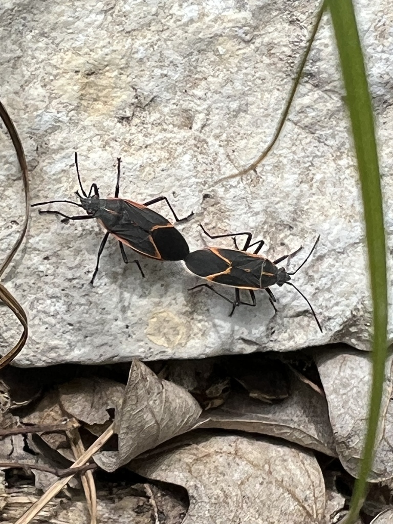 Eastern Boxelder Bug from Lost Maples State Natural Area, Vanderpool ...