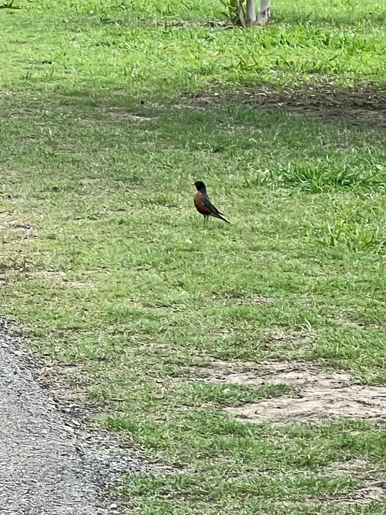 American Robin from Huntsville, AL, USA on April 24, 2024 at 07:58 AM ...