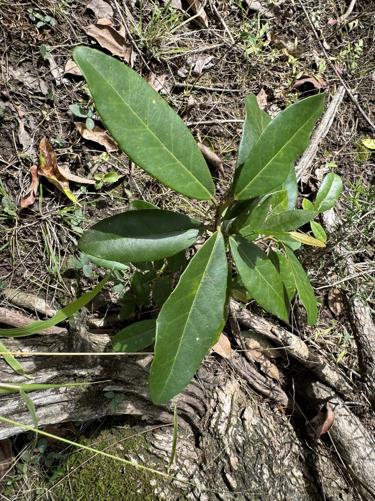 gray carrobeen from Mount Whitestone QLD 4347, Australia on April 24 ...