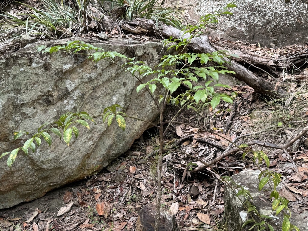 celery wood from Mount Whitestone QLD 4347, Australia on April 24, 2024 ...