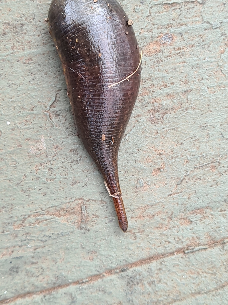 Leeches from Macarthur VIC 3286, Australia on April 25, 2024 at 02:17 ...