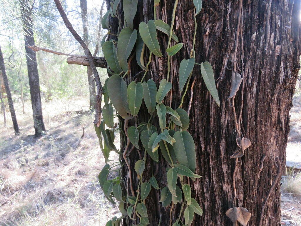 gargaloo from Narrabri NSW 2390, Australia on April 25, 2024 by Josh ...