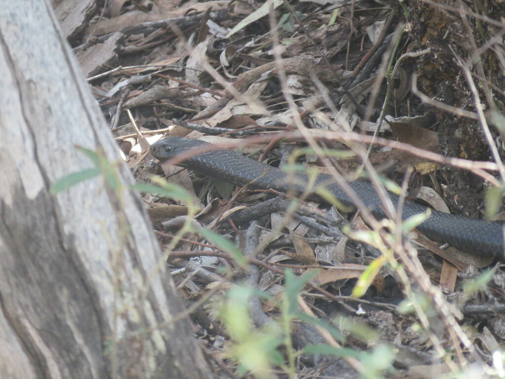 Blue-bellied Black Snake from Narrabri NSW 2390, Australia on April 25 ...