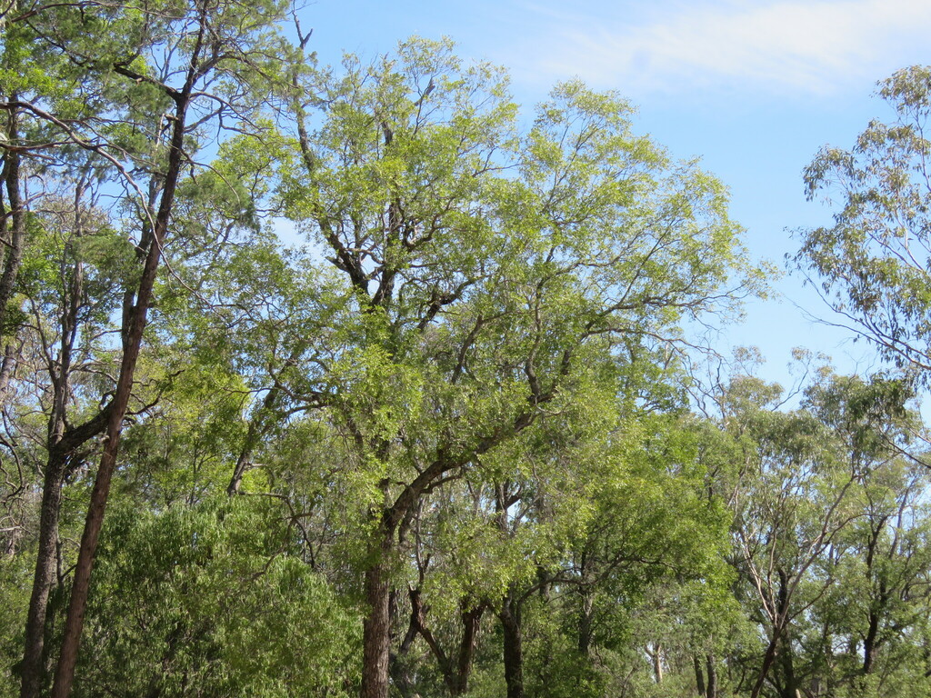 ooline from Eulah Creek NSW 2390, Australia on April 25, 2024 by Josh ...