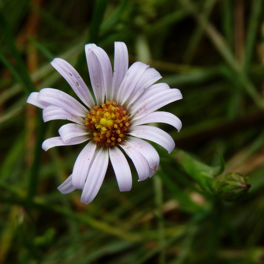 Perennial Saltmarsh Aster (Gulf Islands National Seashore Coastal ...