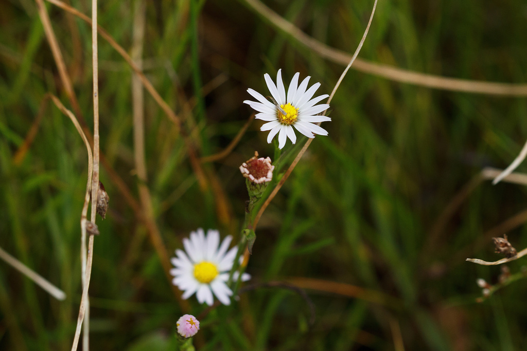 Perennial Saltmarsh Aster (Gulf Islands National Seashore Coastal ...