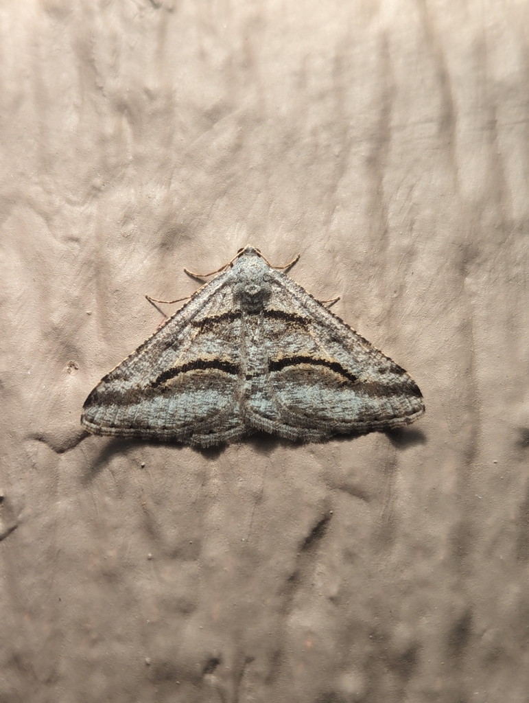 Shaded Granite Moth and Allies from Meeker, CO 81641, USA on April 24 ...