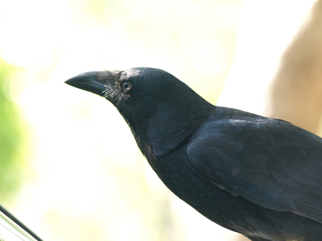 Torresian Crow from Mamukala Wetlands, Kakadu NT 0822, Australia on ...