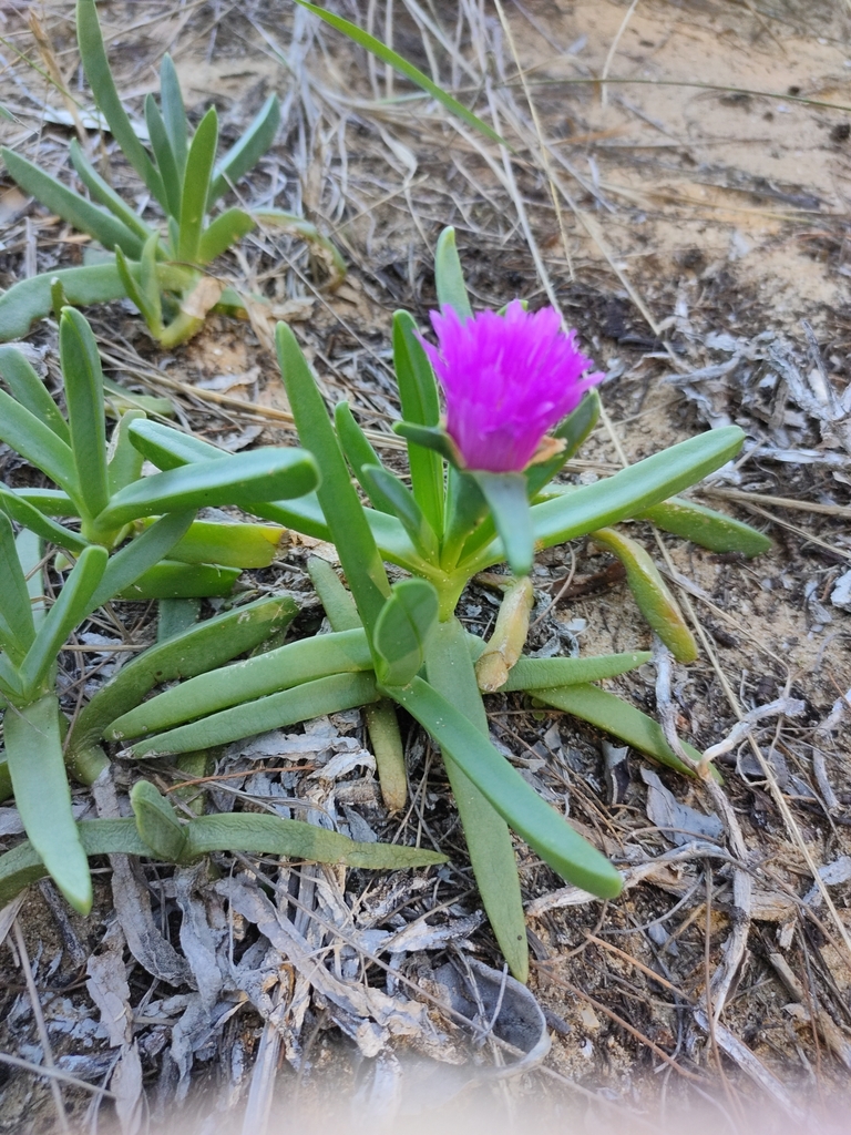 Angular Sea-fig from Urangan QLD 4655, Australia on April 25, 2024 at ...