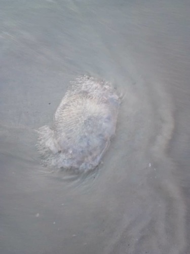 Genus Lobonema · iNaturalist