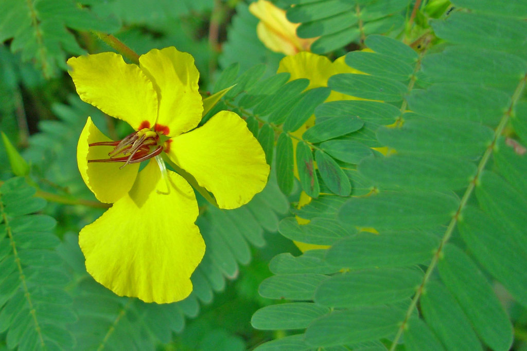 Partridge Pea (Gulf Islands National Seashore Forest Plants) · iNaturalist