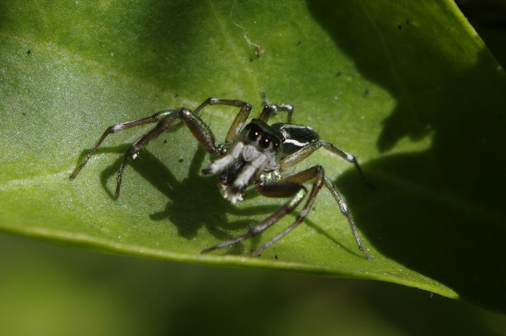 Iridescent Jumping Spiders from Maryborough QLD 4650, Australia on ...