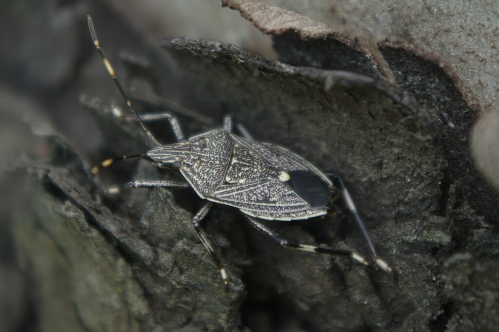 Gum Tree Shield Bug from Maryborough QLD 4650, Australia on April 25 ...